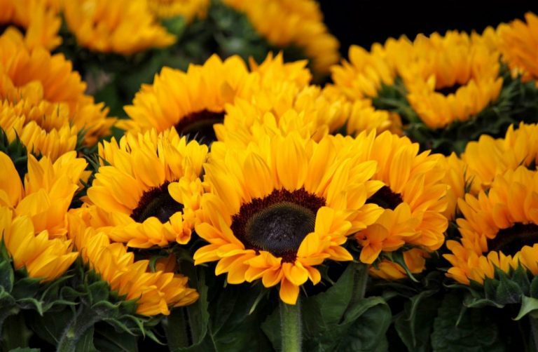 The Bloom Barn Farm – Quality Fresh Flowers. We grow your gifts.