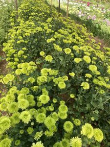 The Bloom Barn Farm – Quality Fresh Flowers. We grow your gifts.