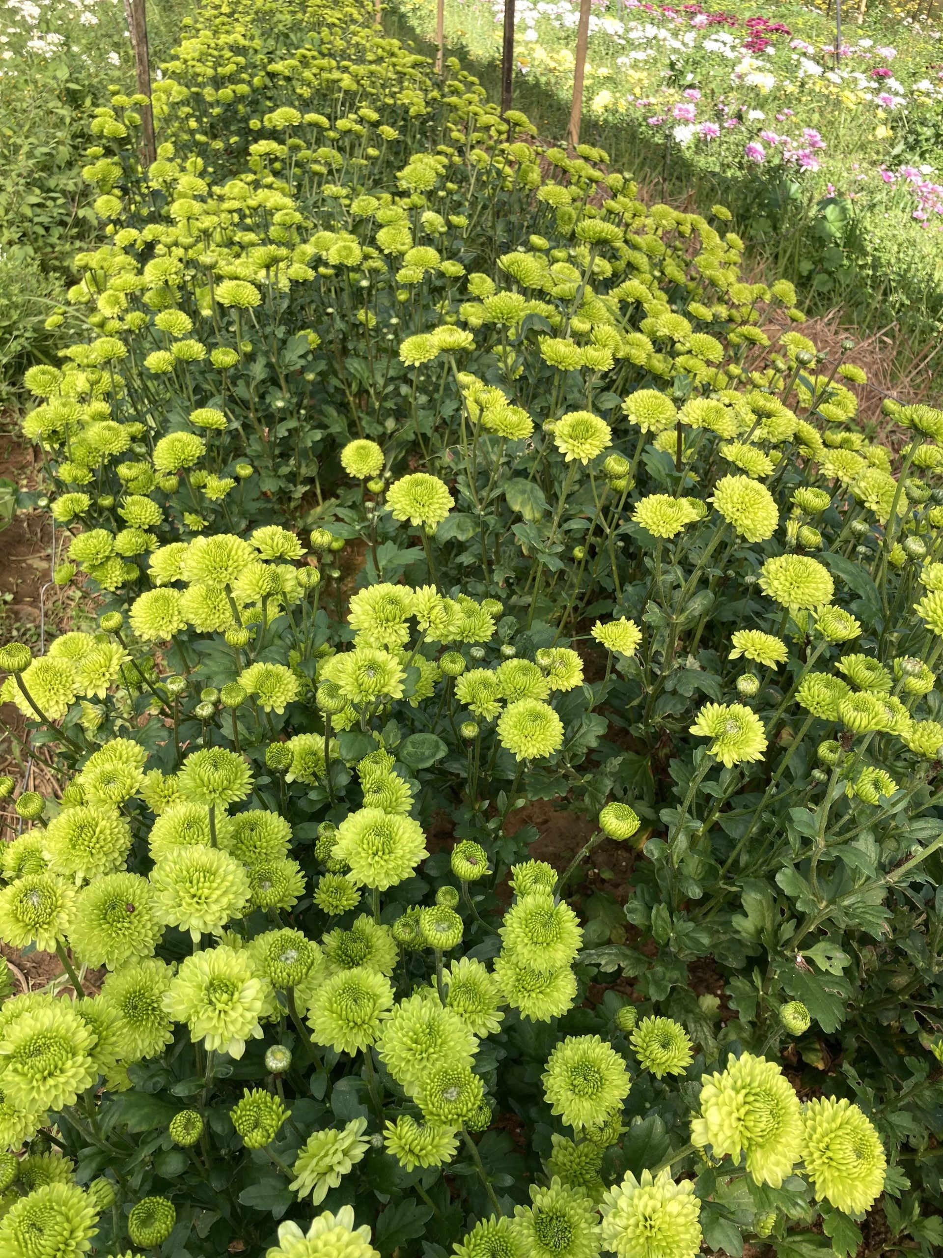 The Bloom Barn Farm – Quality Fresh Flowers. We grow your gifts.