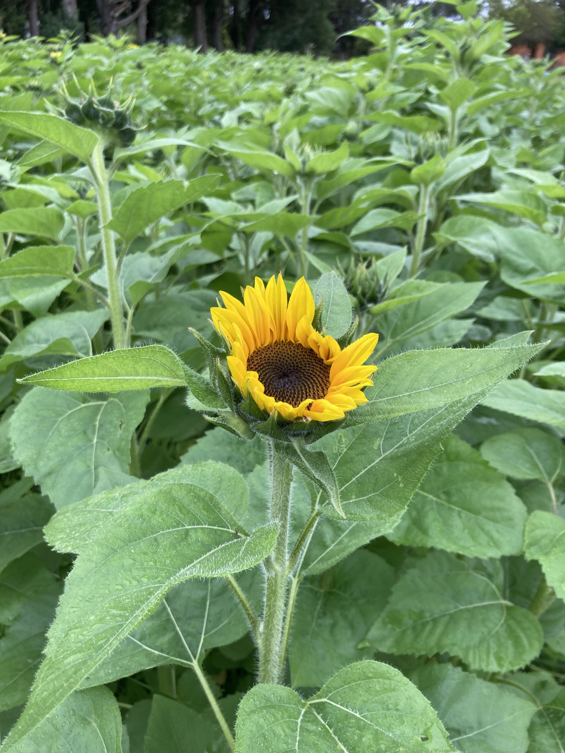 The Bloom Barn Farm – Quality Fresh Flowers. We grow your gifts.