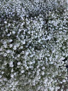 The Bloom Barn Farm – Quality Fresh Flowers. We grow your gifts.