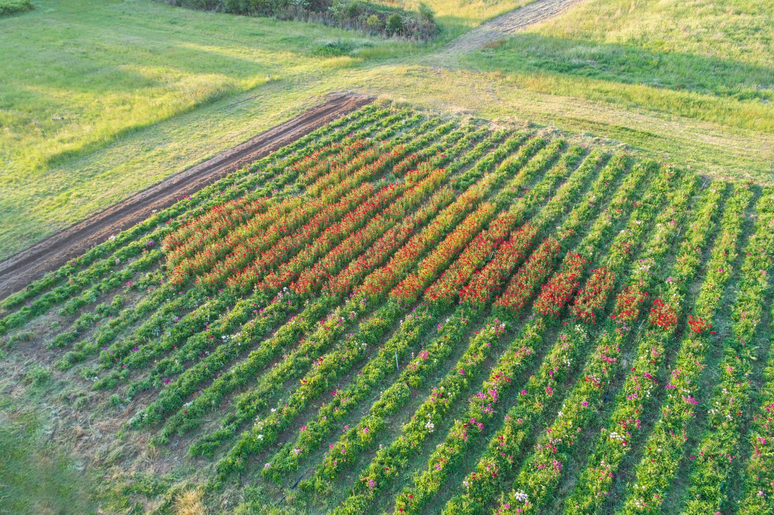 The Bloom Barn Farm – Quality Fresh Flowers. We grow your gifts.