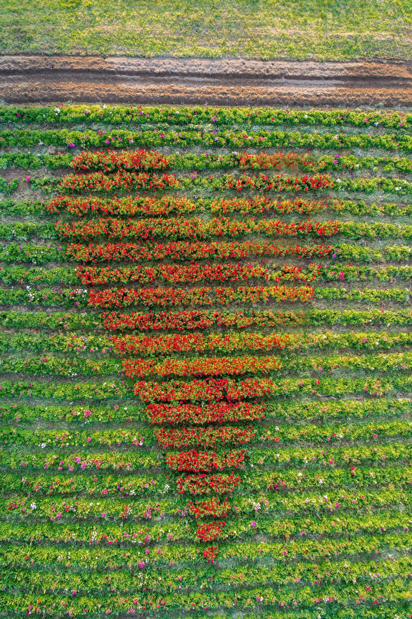 The Bloom Barn Farm – Quality Fresh Flowers. We grow your gifts.