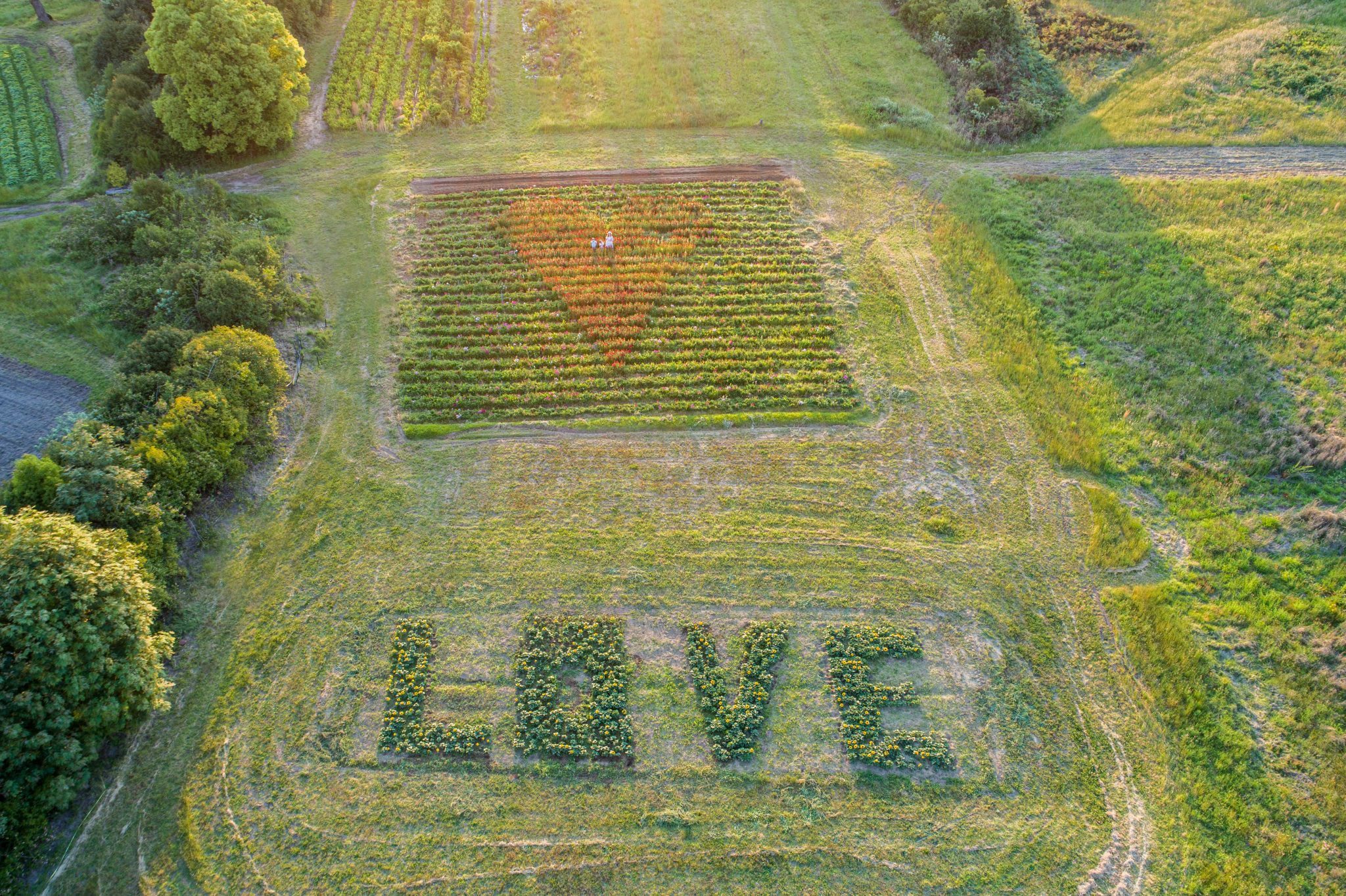 The Bloom Barn Farm – Quality Fresh Flowers. We grow your gifts.