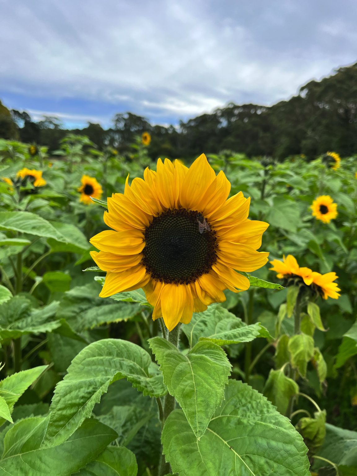The Bloom Barn Farm – Quality Fresh Flowers. We grow your gifts.